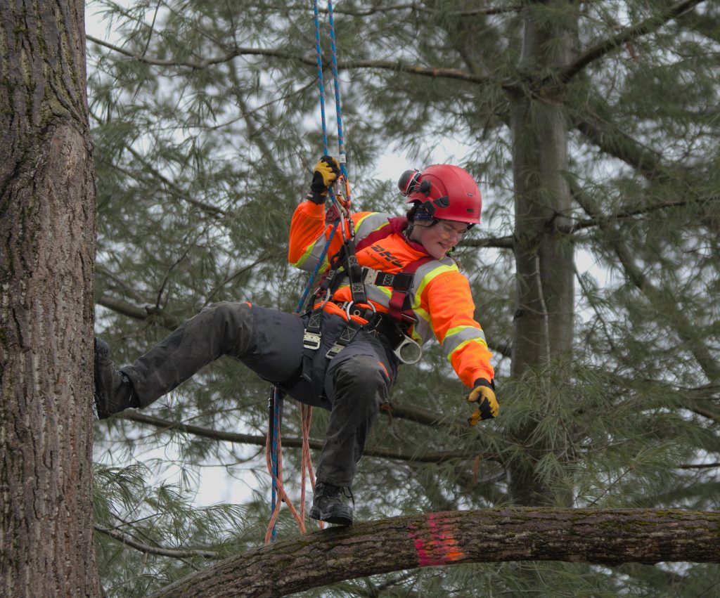 New Champions Named In 24th Annual Tree Climbing Competition : Fleming ...